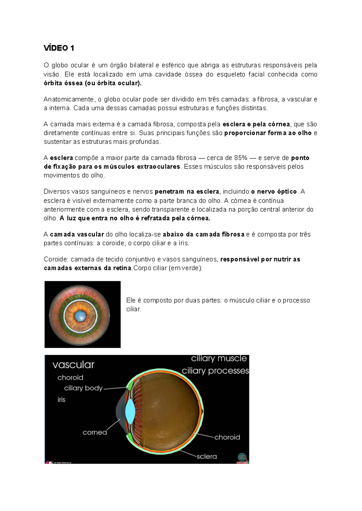 Olhos Neuro - Resumo do Sistema Visual e Estruturas Oculares - Studocu