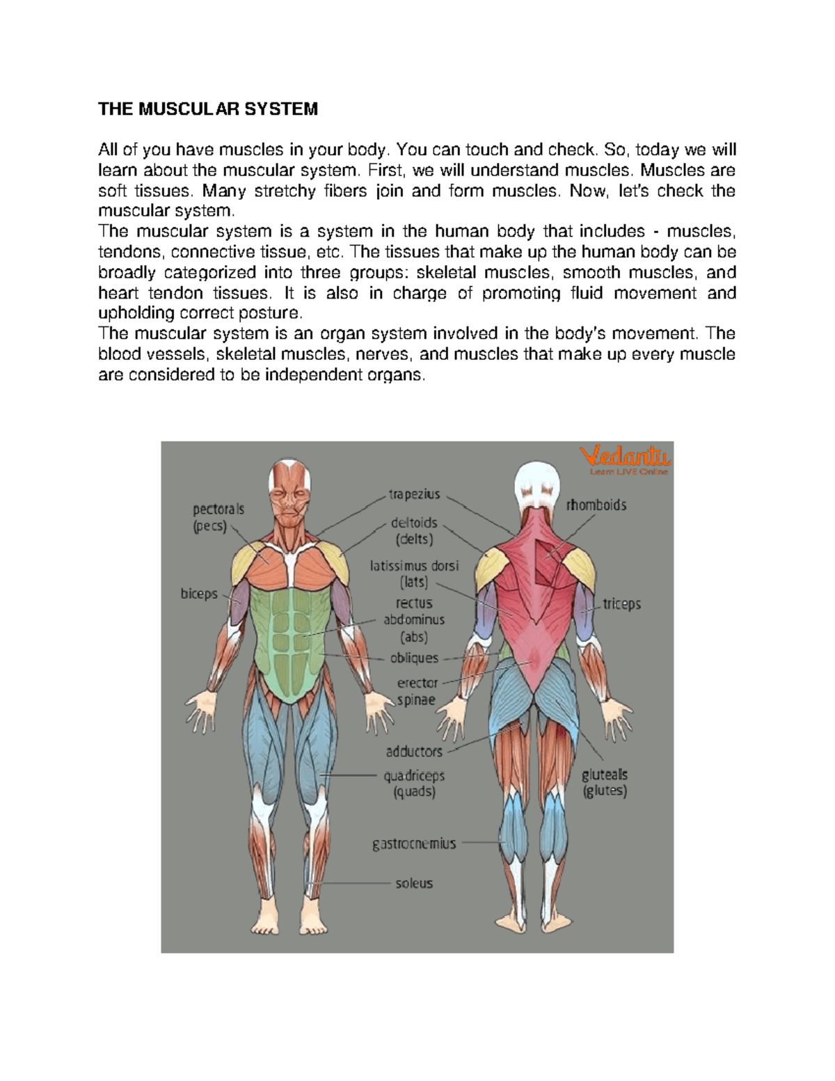 Muscular System Overview: Functions, Types, and Anatomy - Studocu