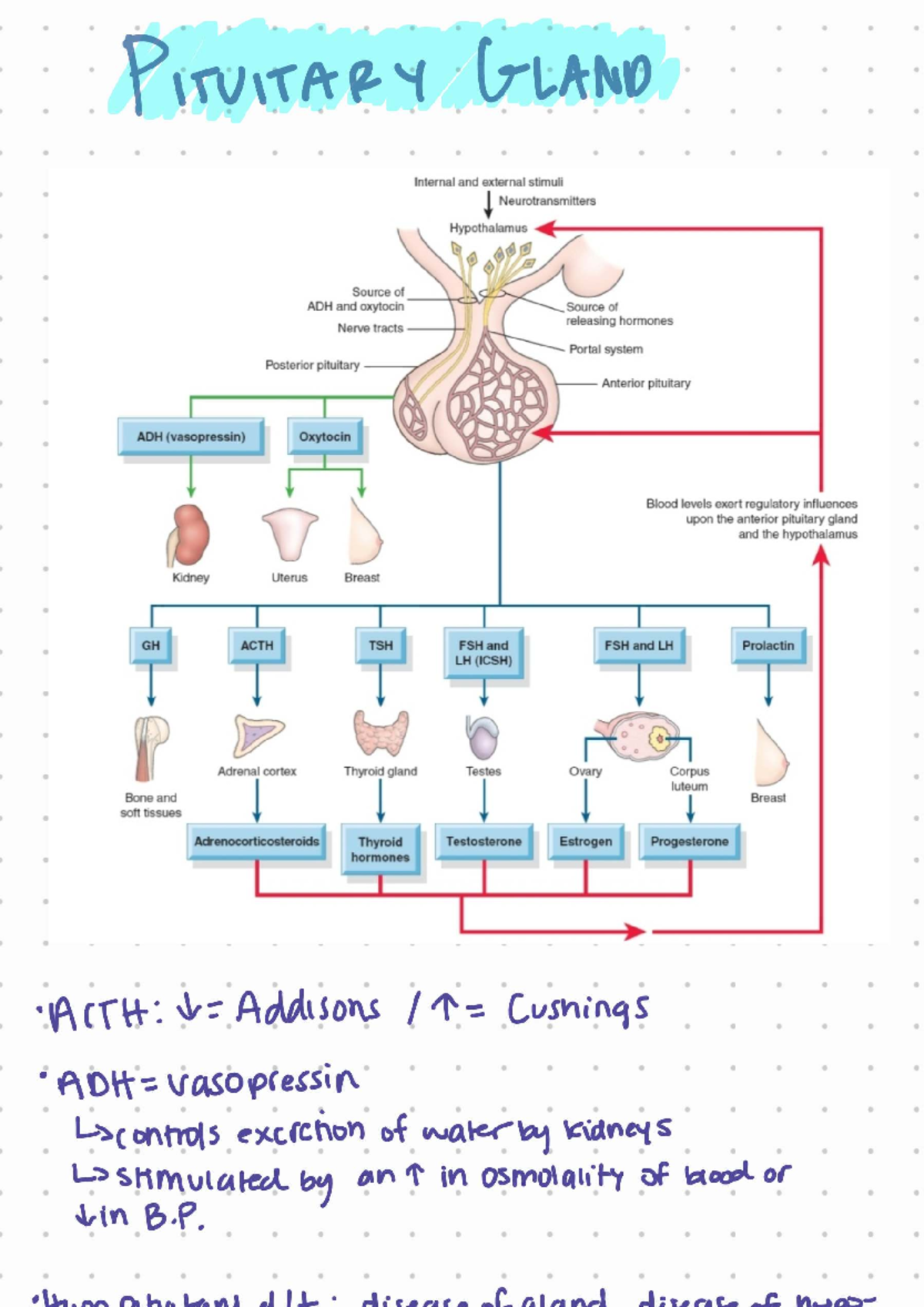 PITUITARY & THYROID GLAND: Unit 3 Lecture Notes & Key Concepts - Studocu