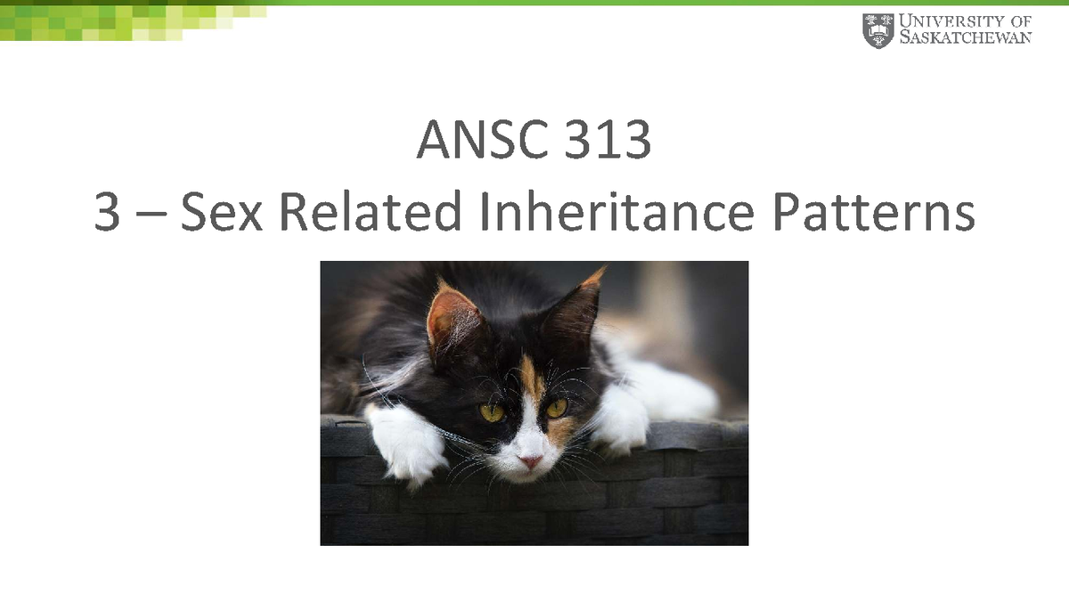 ANSC 313 - Sex Related Inheritance Patterns Lecture Notes - Studocu