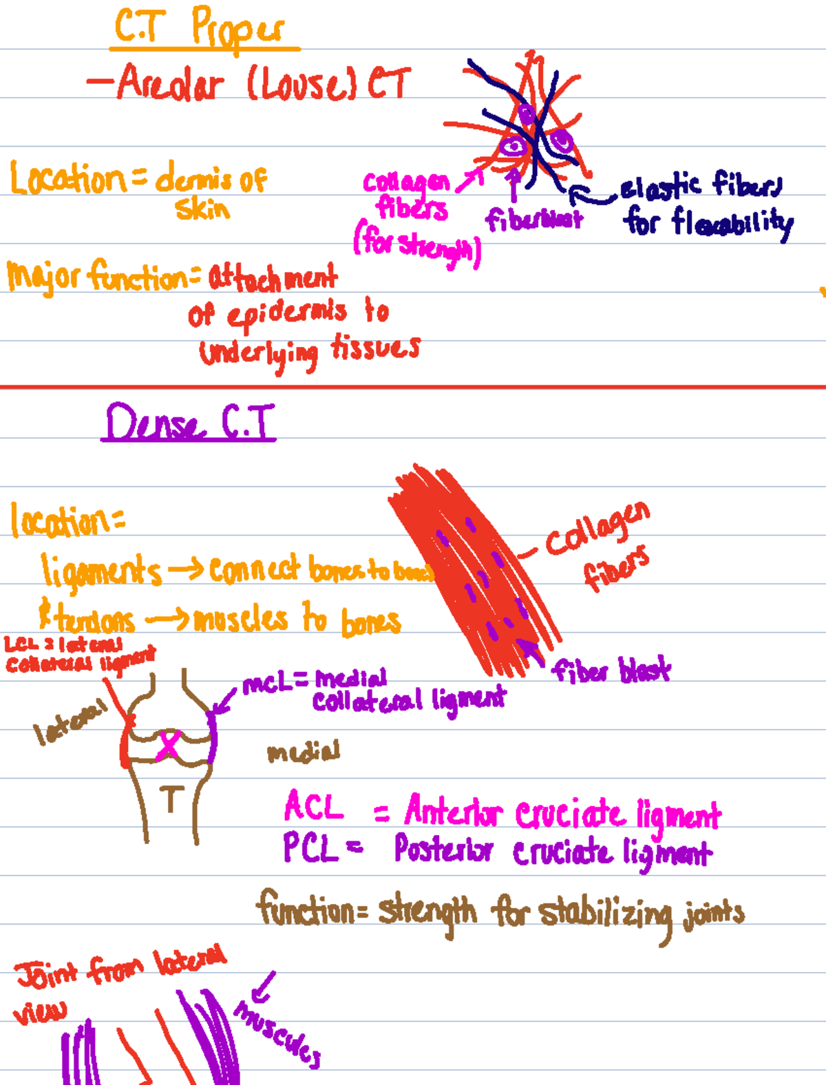 Histology Notes: Connective Tissue Types and Functions (BIO101) - CT ...