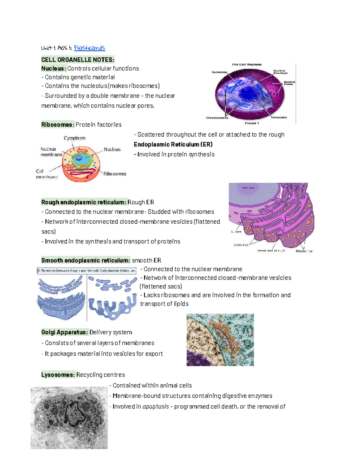 Unit 1 Biology: Cell Organelles and Functions Overview - Studocu