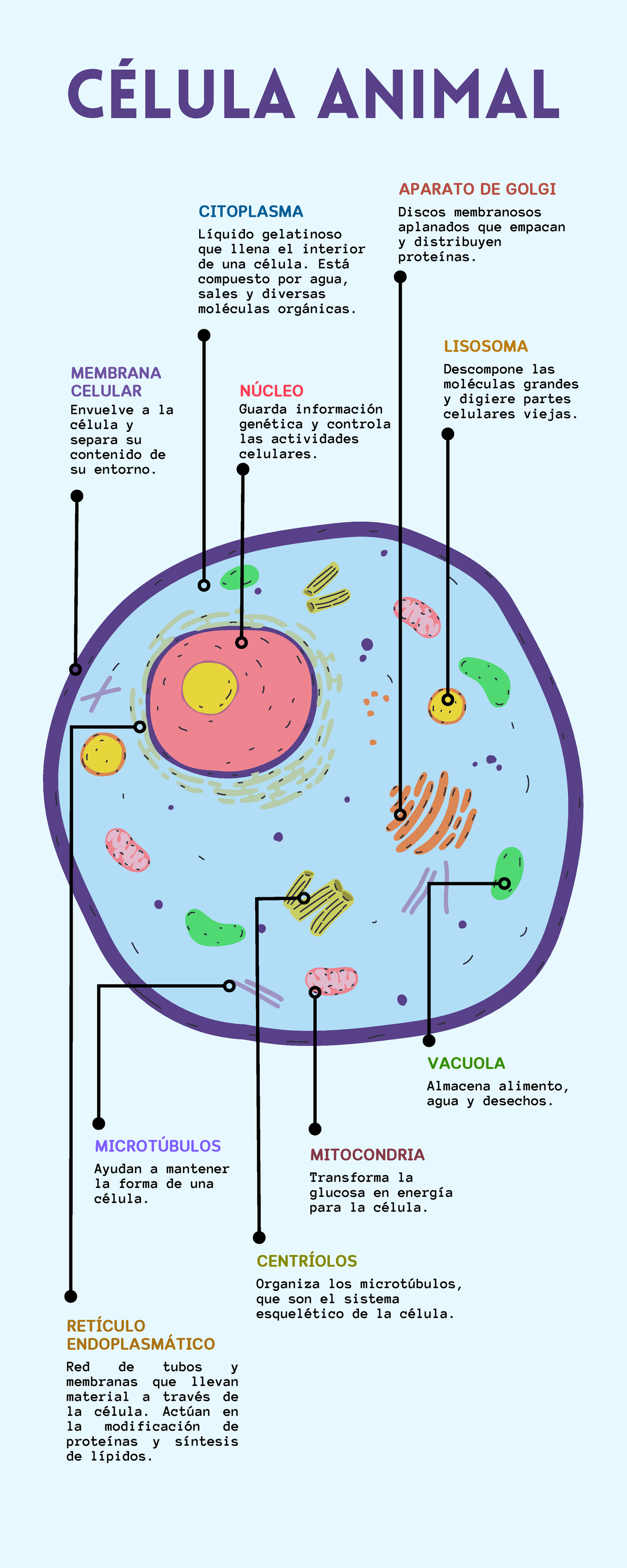 Infografía Célula Animal: Estructuras y Funciones Clave - Studocu