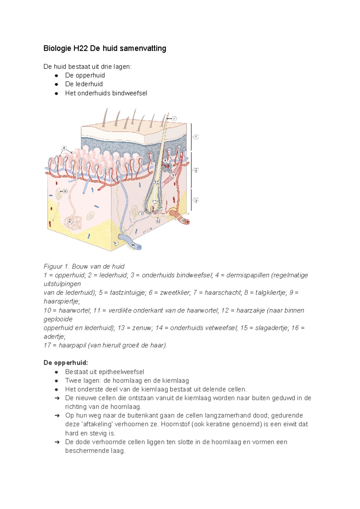 Biologie H22: Samenvatting van De Huid en Functies - Studeersnel