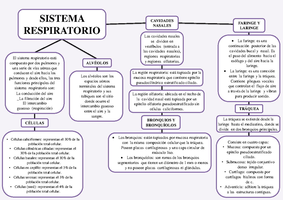 Mapa Conceptual del Sistema Respiratorio - Biología 2 - Studocu