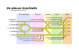 [Solved] Wat is een anteflexie retroversie anteversie en depressie ...