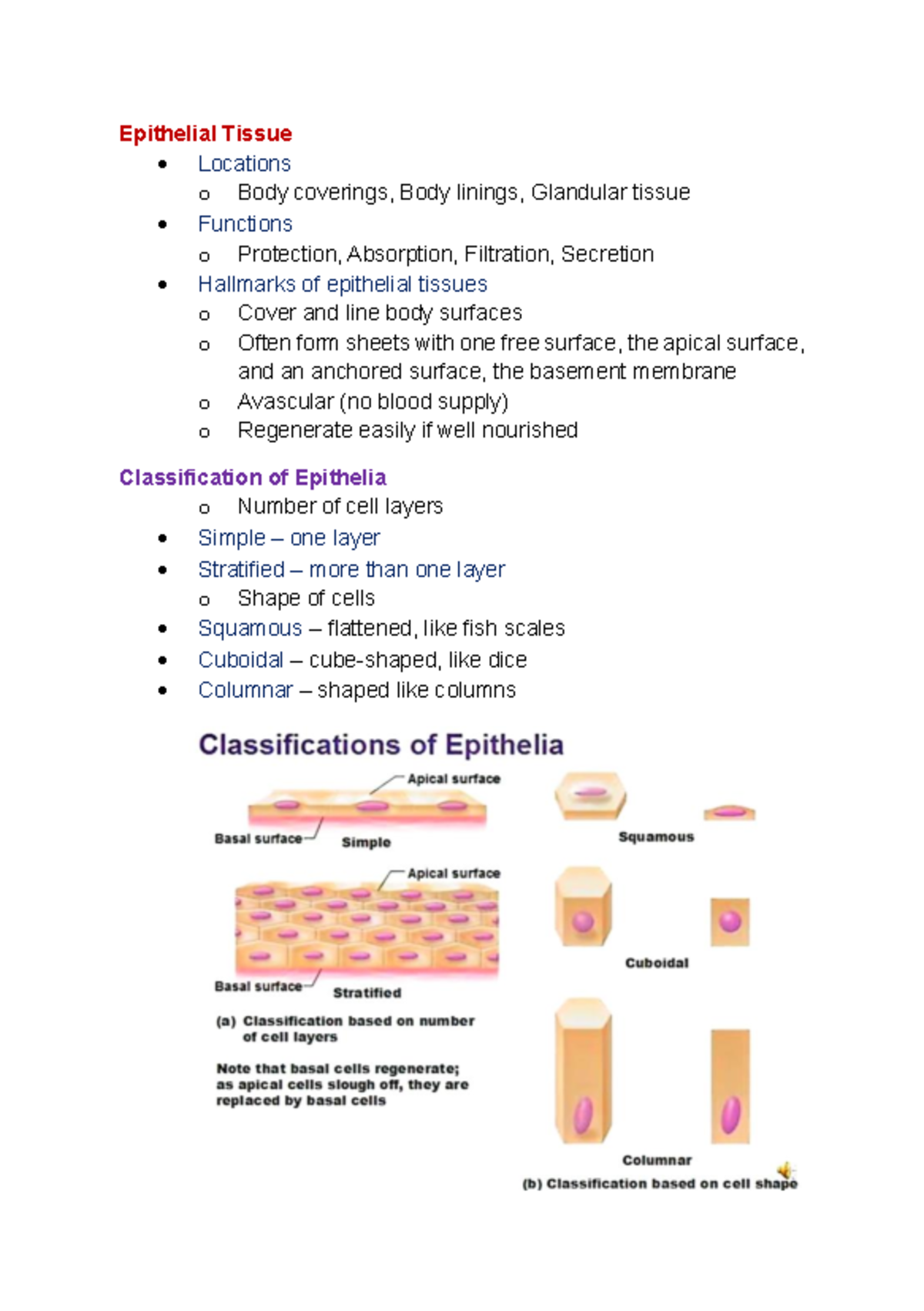 Anatomy and Physiology Lecture Notes: Epithelial and Connective Tissues ...