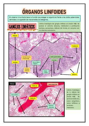 Histología Apuntes - Sistema respiratorio Aparato respiratorio Nariz ...