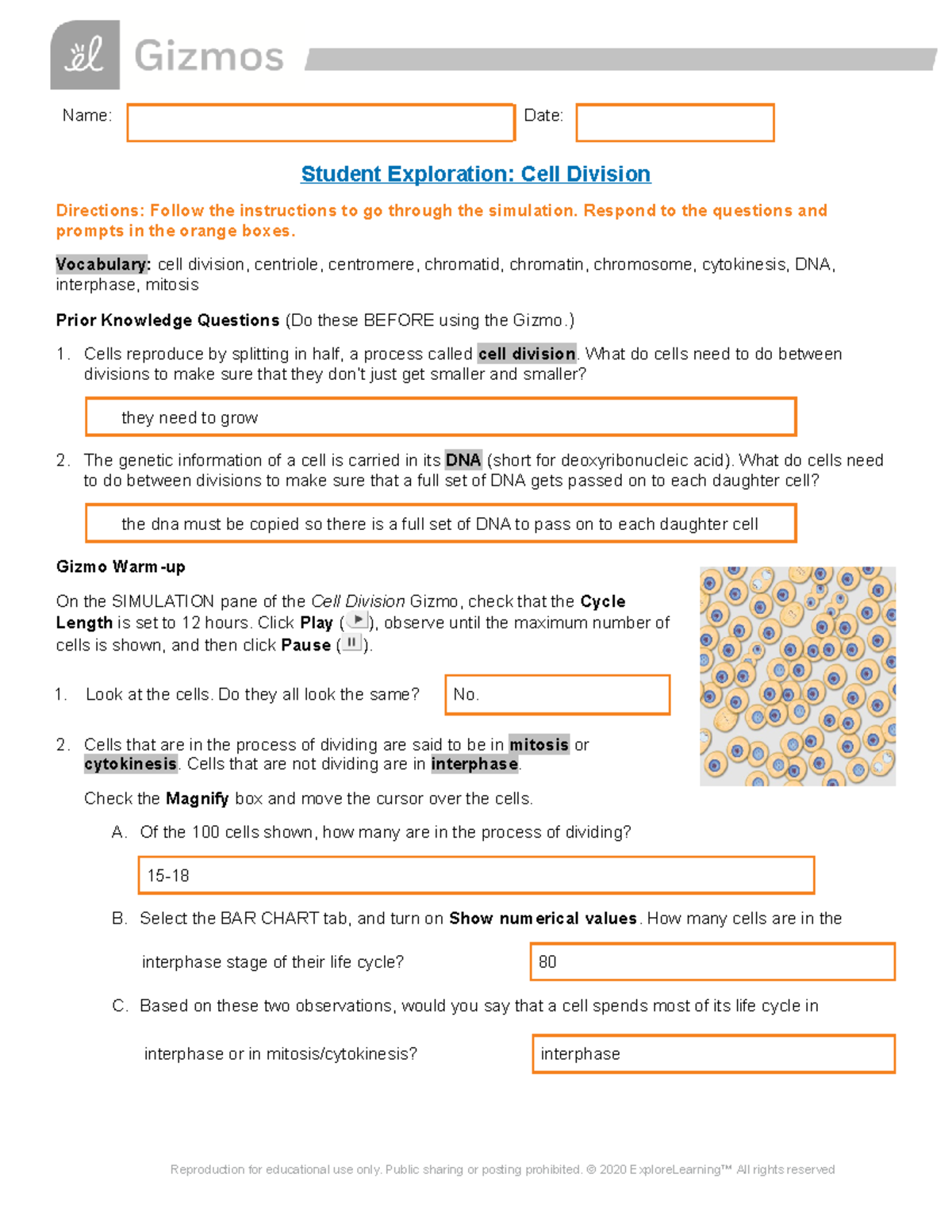 Cell Division (Mitosis) SE Gizmo - Name: Date: Student Exploration ...