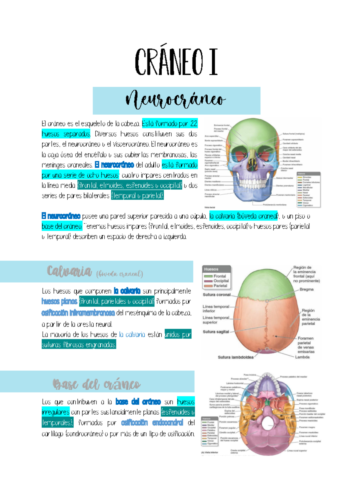 Repaso de Huesos del Neurocráneo I: Anatomía y Estructuras Detalladas ...