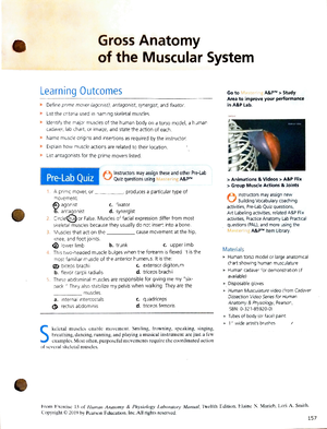 Review Gross Anatomy of the Muscular System - • • REVIEW SHEET Gross ...