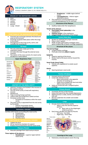 Respiratory System - anaphy - LESSON 9: RESPIRATORY SYSTEM Anatomy and ...