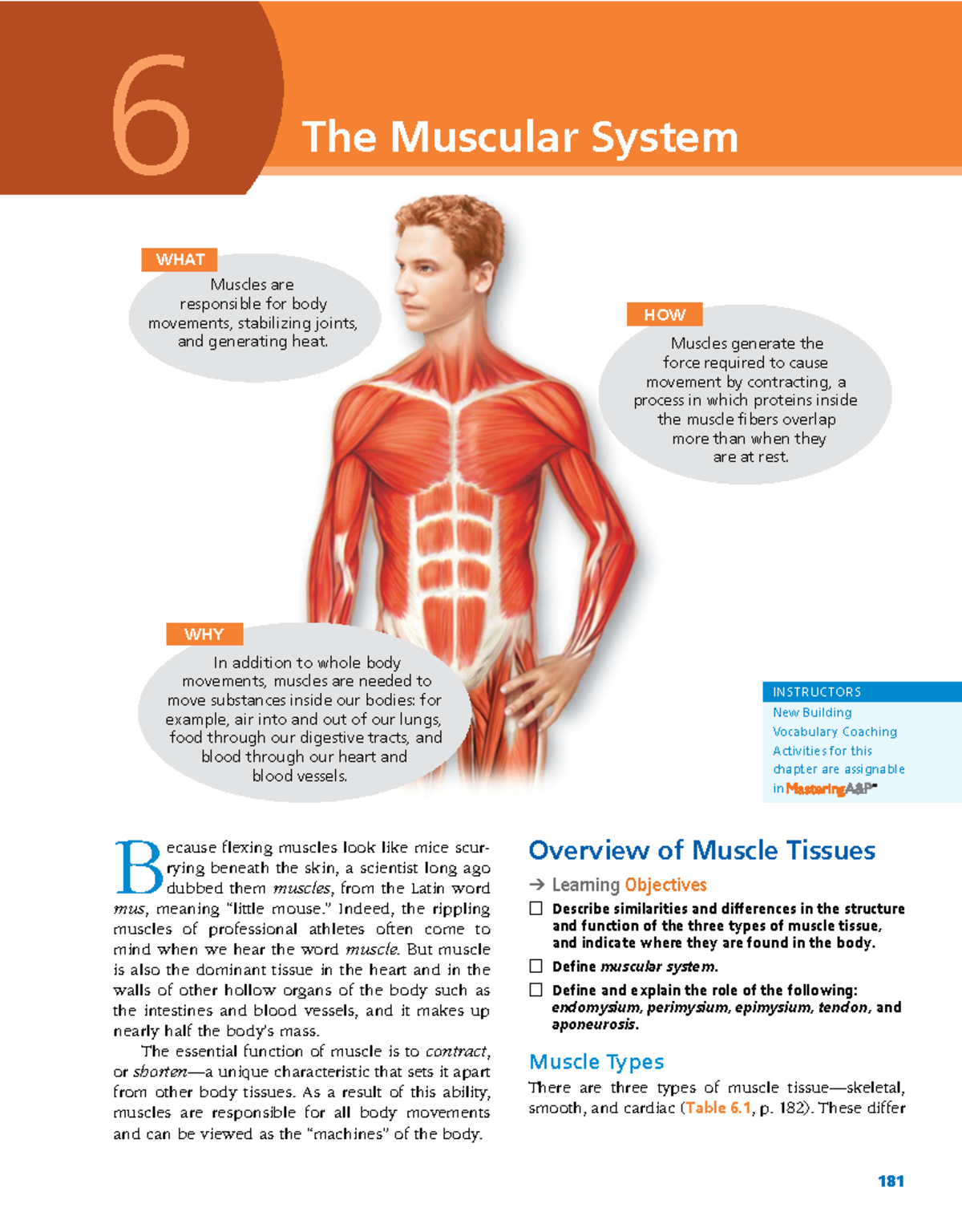 Chapter 6 Muscular System - 181 Overview of Muscle Tissues Learning Objectives Describe - Studocu