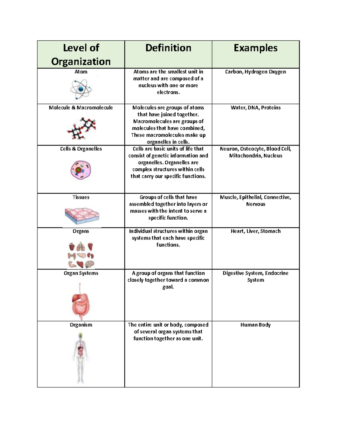 Levels of Biological Organization: Atoms to Organ Systems - Level of ...