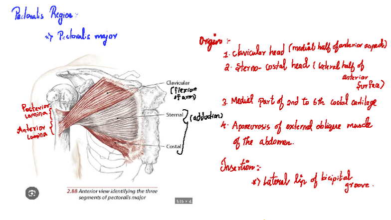Muscles of the Upper Limb: Pectoralis Major & Minor Attachments - Studocu