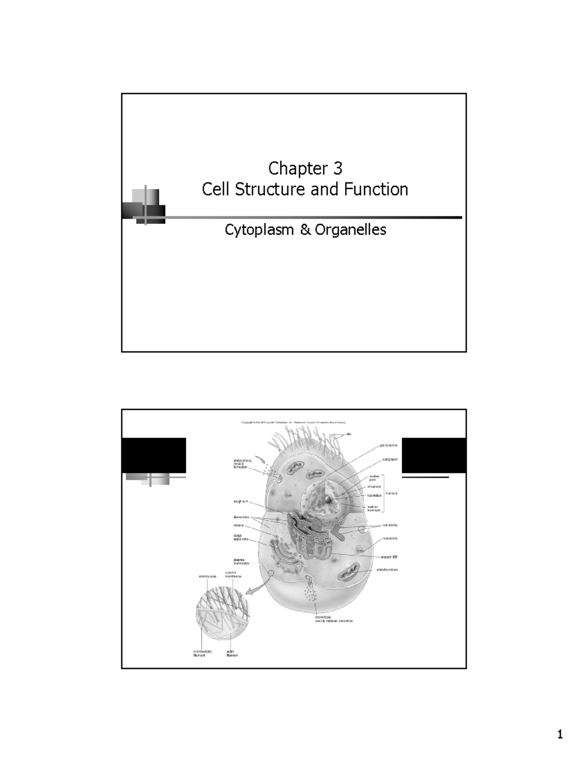 BIO101 Chapter 3: Overview of Cell Structure & Organelles - Studocu