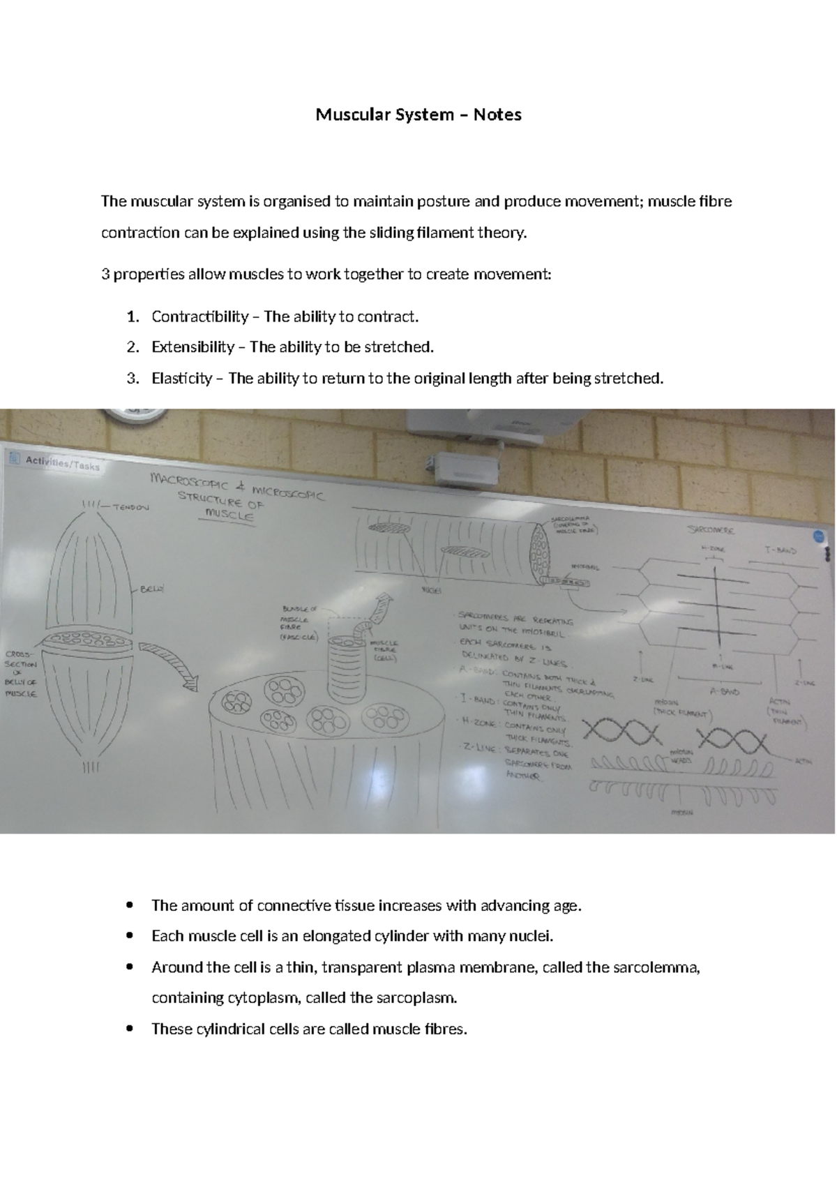 Muscular System Notes: Structure, Function, and Sliding Filament Theory ...
