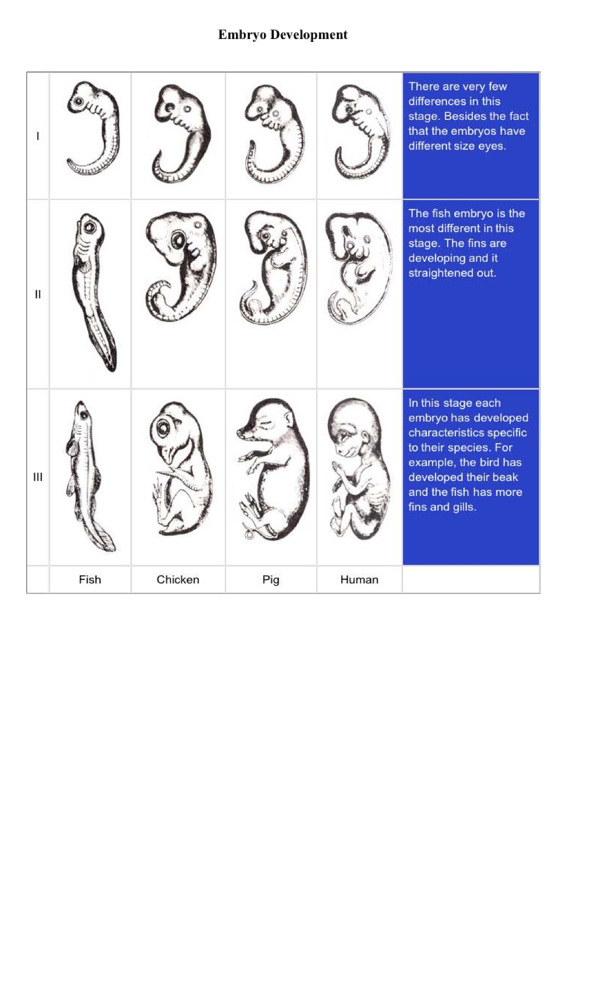 Embryo Development - Class Assignment Overview - Studocu
