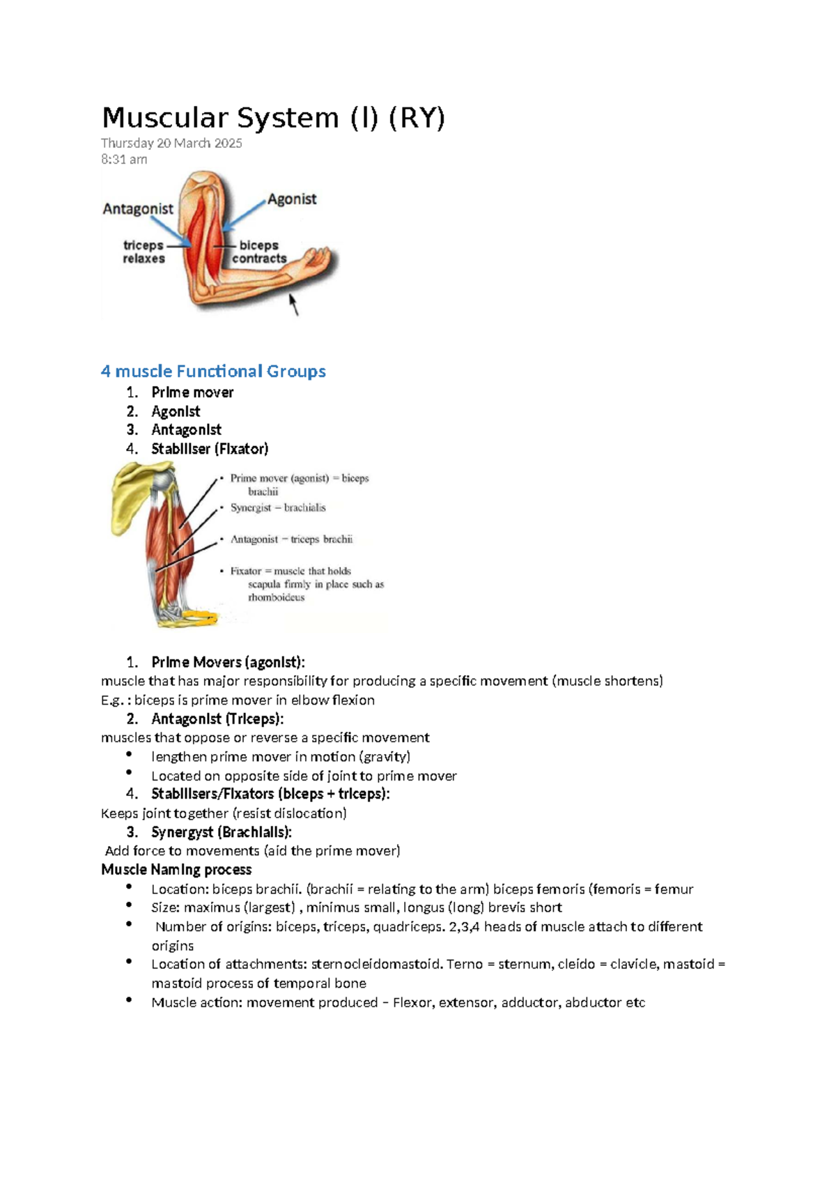 Understanding the muscular system: Anatomy, mechanics, and functions ...