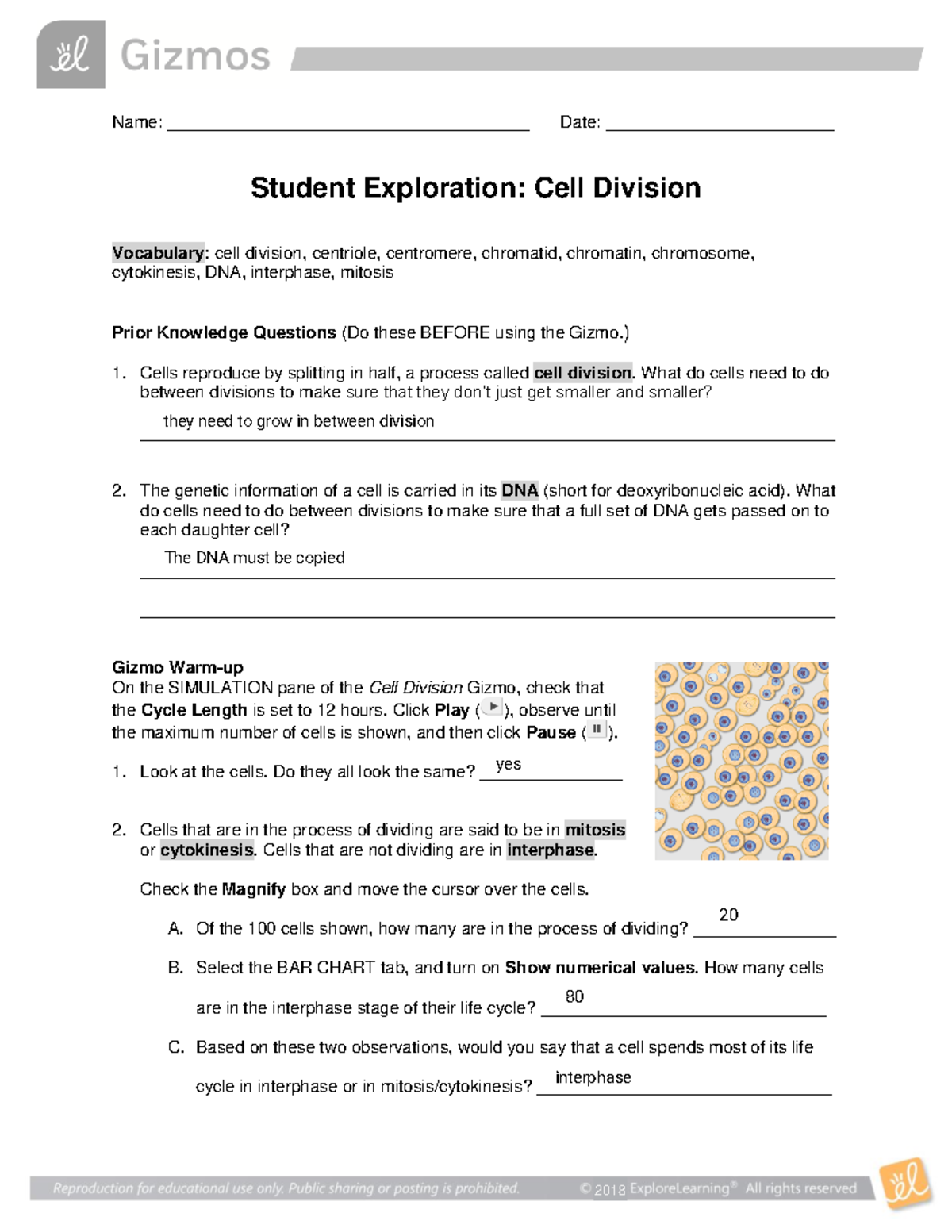 Cell Division SE: Student Exploration Activity Guide - Studocu