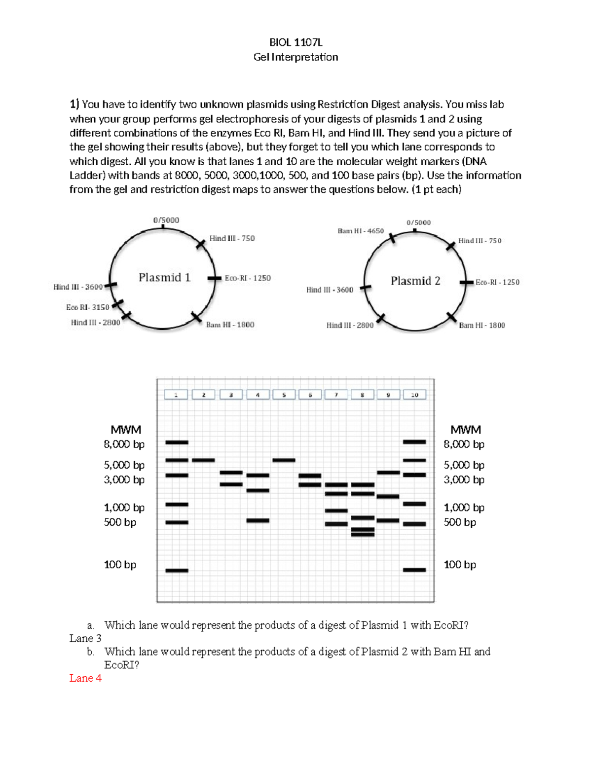 BIOL 1107L Gel Electrophoresis Analysis and Plasmid Identification ...