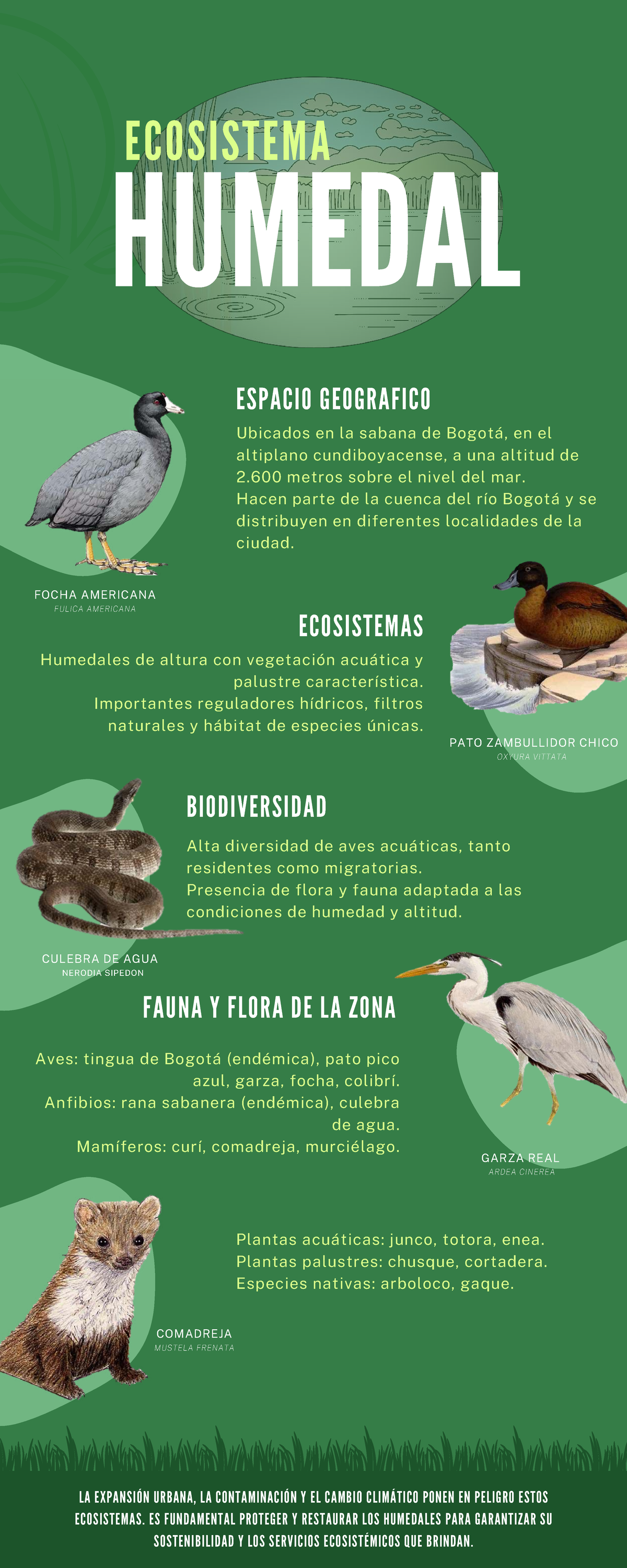 Infografía sobre Ecosistemas de Humedales en Bogotá - Biología - Studocu