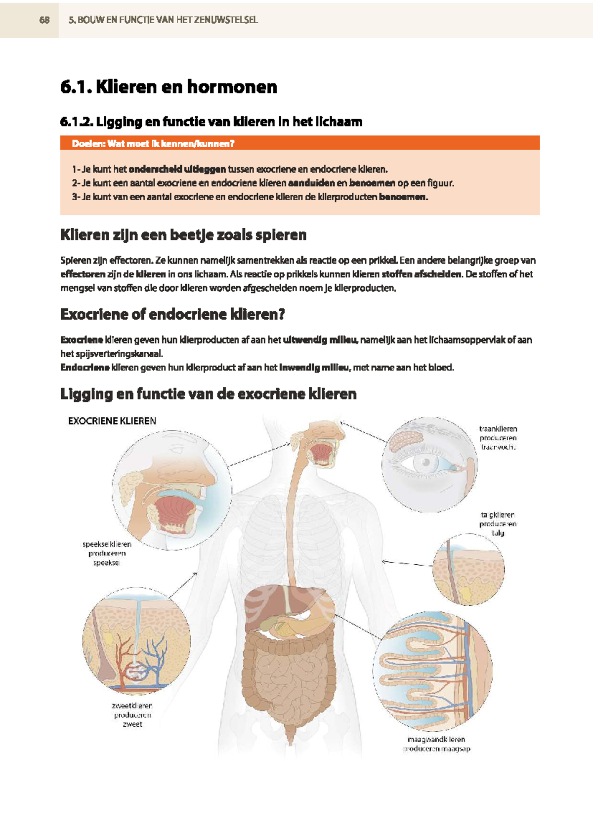 Theoriebundel Biologie 3.2: Klieren en Hormonen in het Zenuwstelsel ...