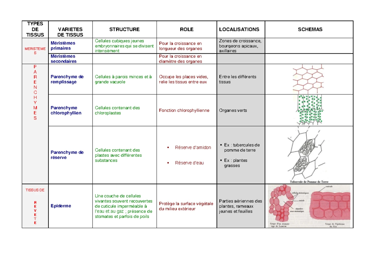 Tissus végétaux - TYPES DE TISSUS VARIETES DE TISSUS STRUCTURE ROLE ...
