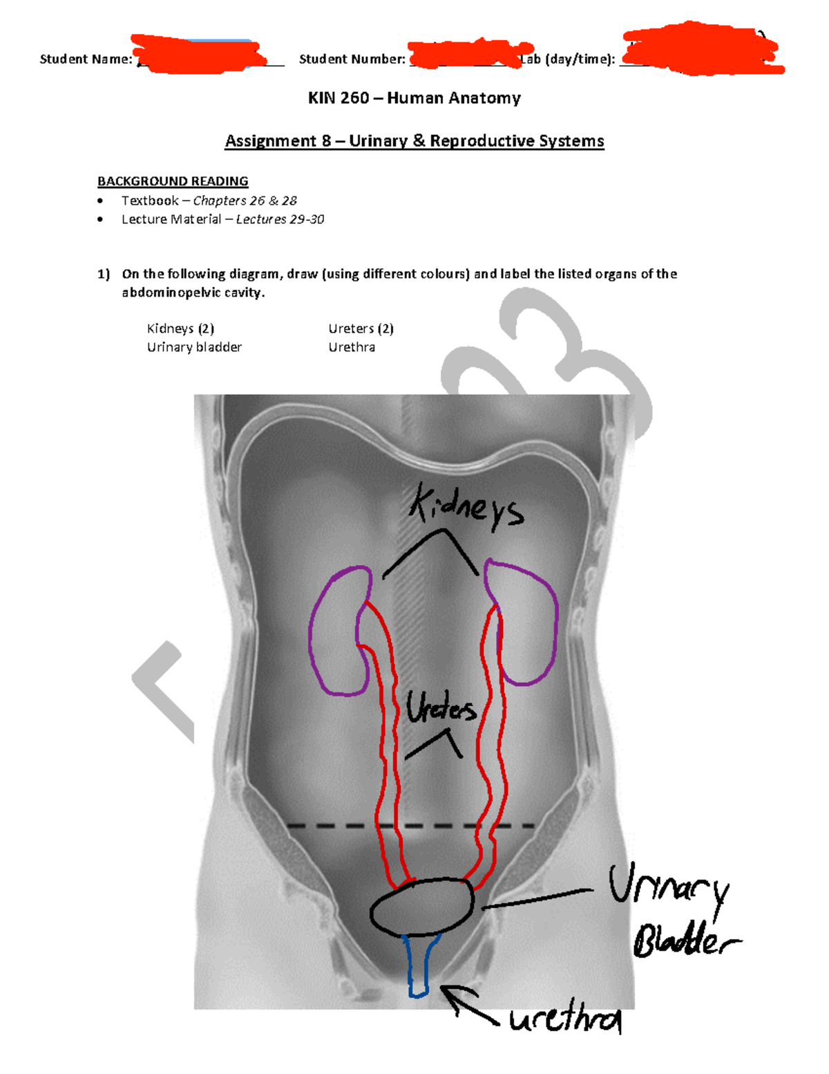 KIN 260 Lab 8 - Urinary & Reproductive Systems Assignment - Studocu