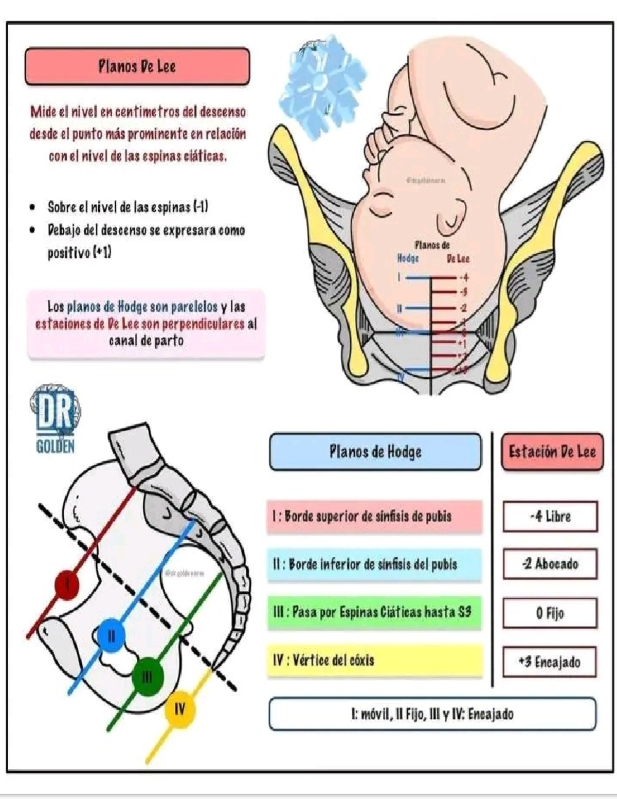 Estaciones de Lee I: Planos de Hodge y Descenso en Centímetros - Studocu