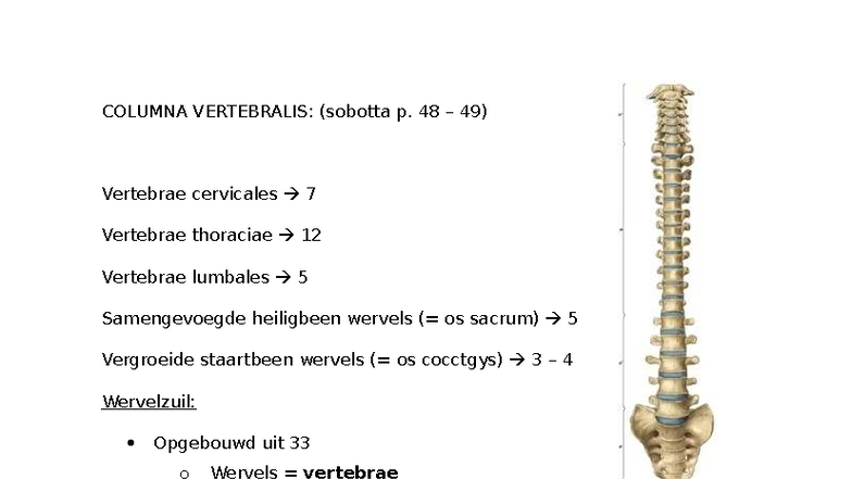 COLUMNA VERTEBRALIS: Anatomie en Functies van de Thorax - Studocu