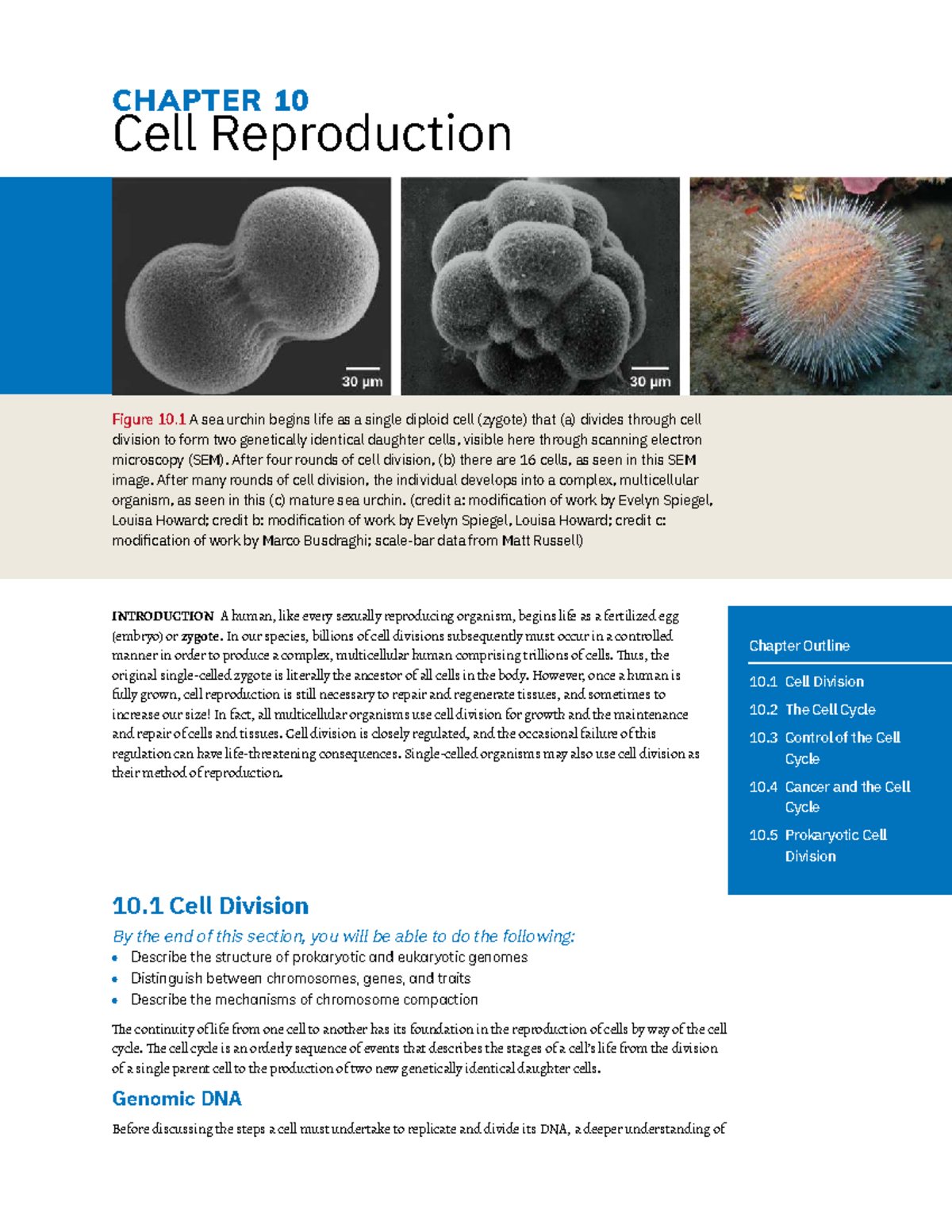 Cell Division and the Cell Cycle: Key Concepts (BIO 101) - Studocu
