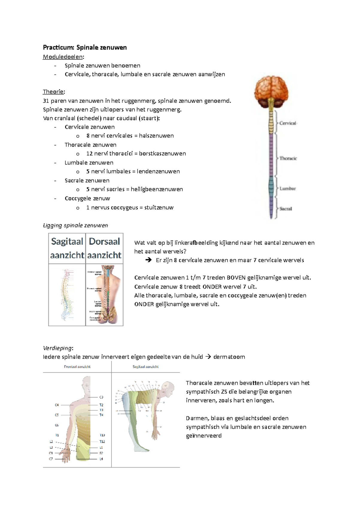 Practicum: Spinale Zenuwen en Hun Anatomie en Functies - Studeersnel
