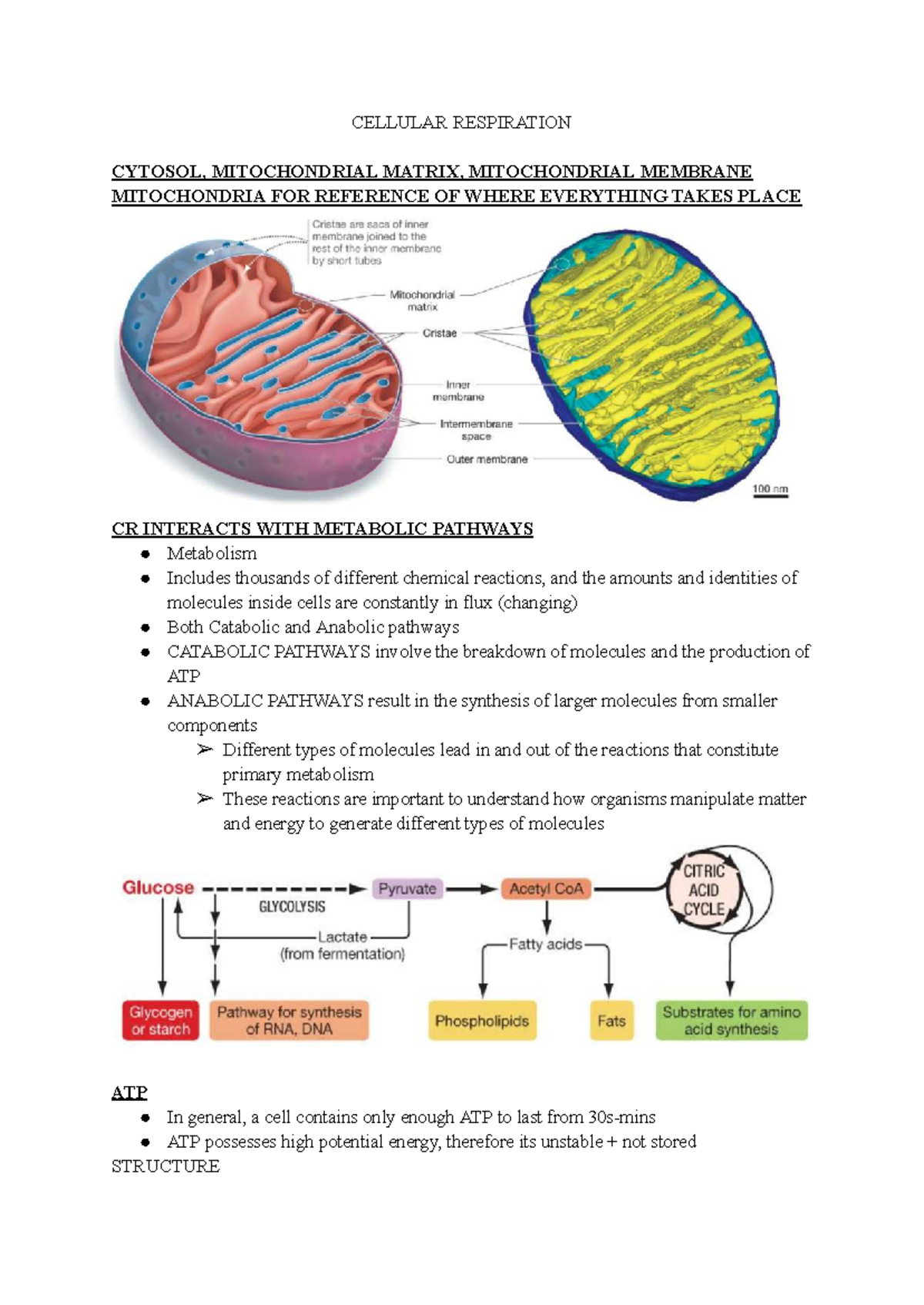 CELLULAR RESPIRATION: Pathways, Processes, and Energy Production - Studocu