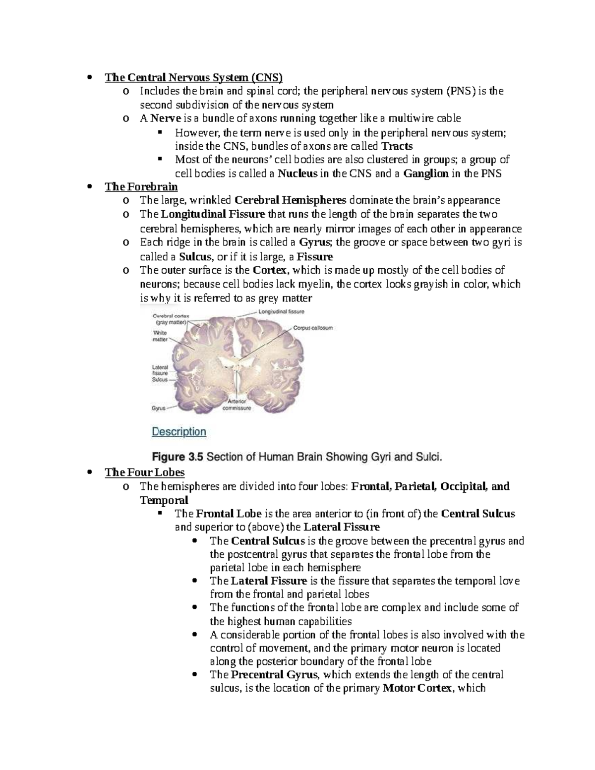 CNS Overview: Structure, Function, and Development (CH 3) - Studocu