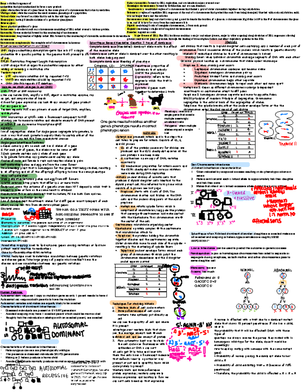 Genetics Study Sheet: Exam 1 Overview and Key Concepts - Studocu