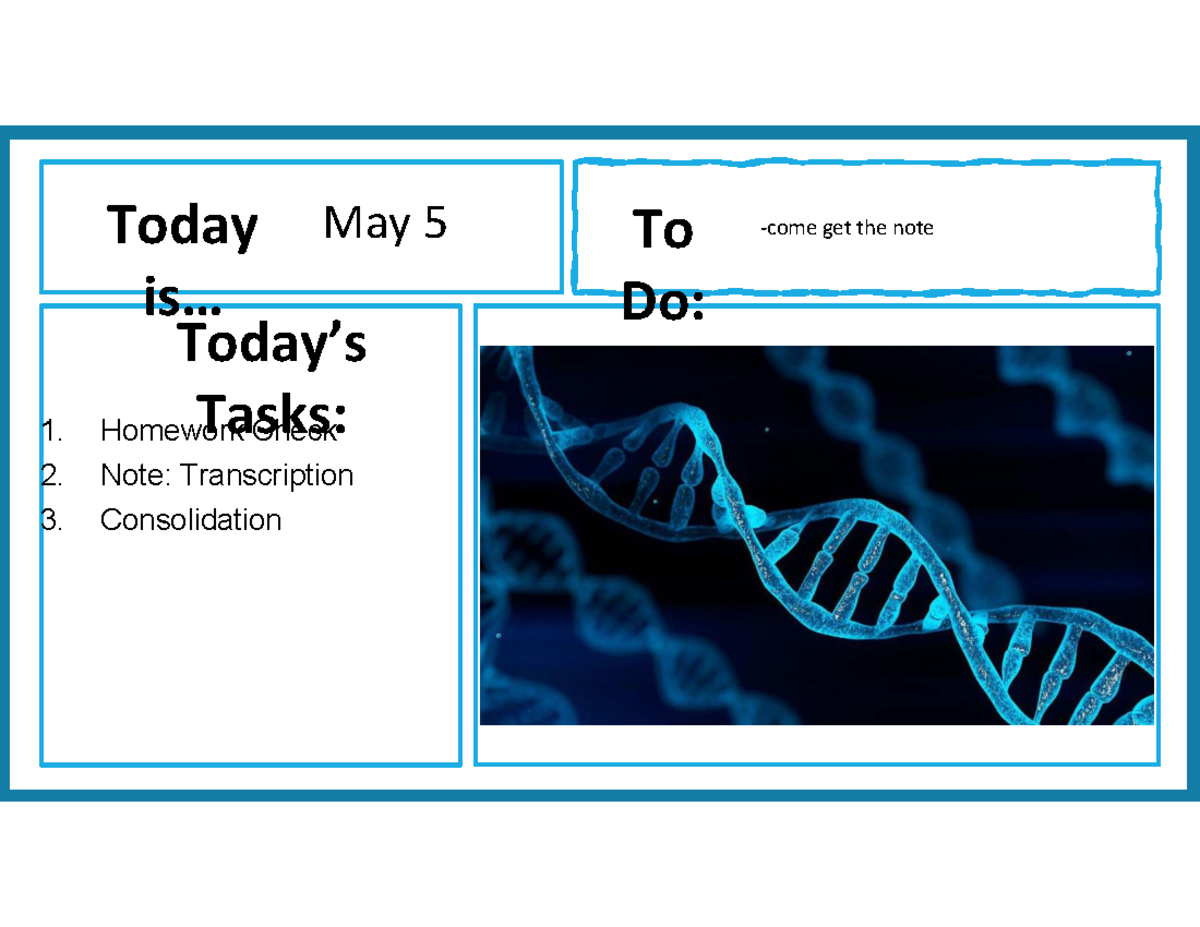 BIO101 Final Exam Notes: Transcription Process Overview - Studocu