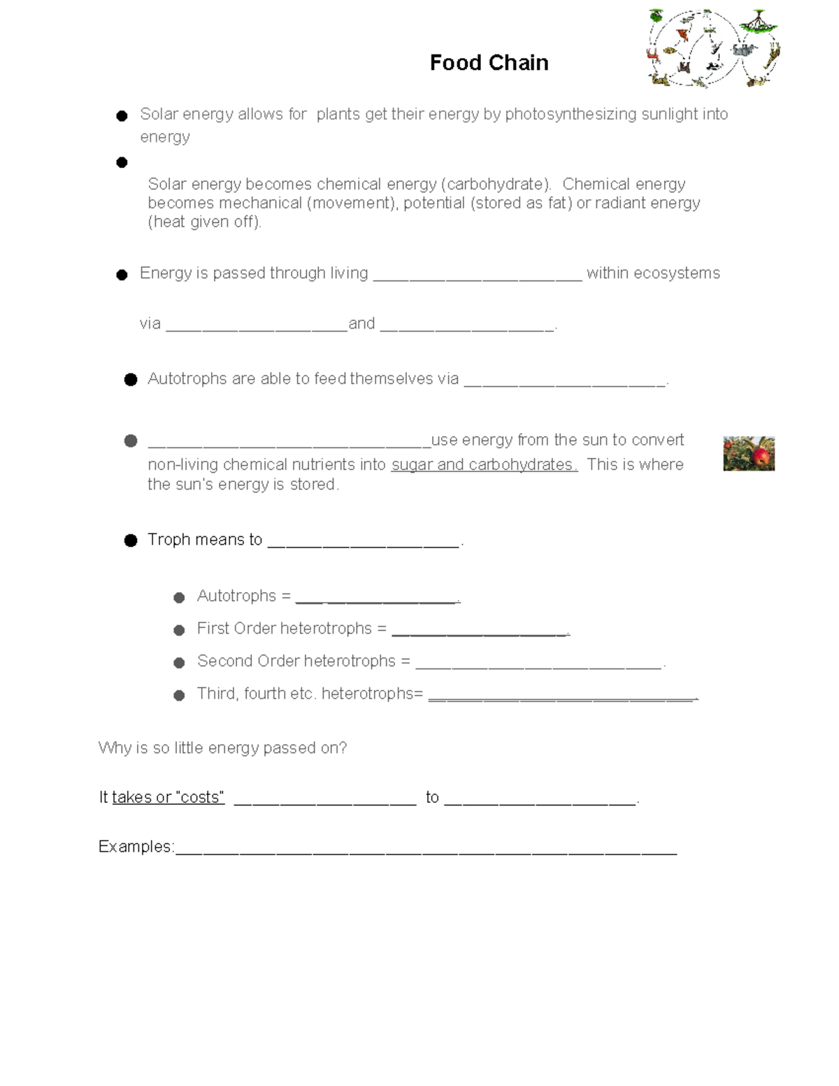 food chain answer - Food Chain Solar energy allows for plants get their ...