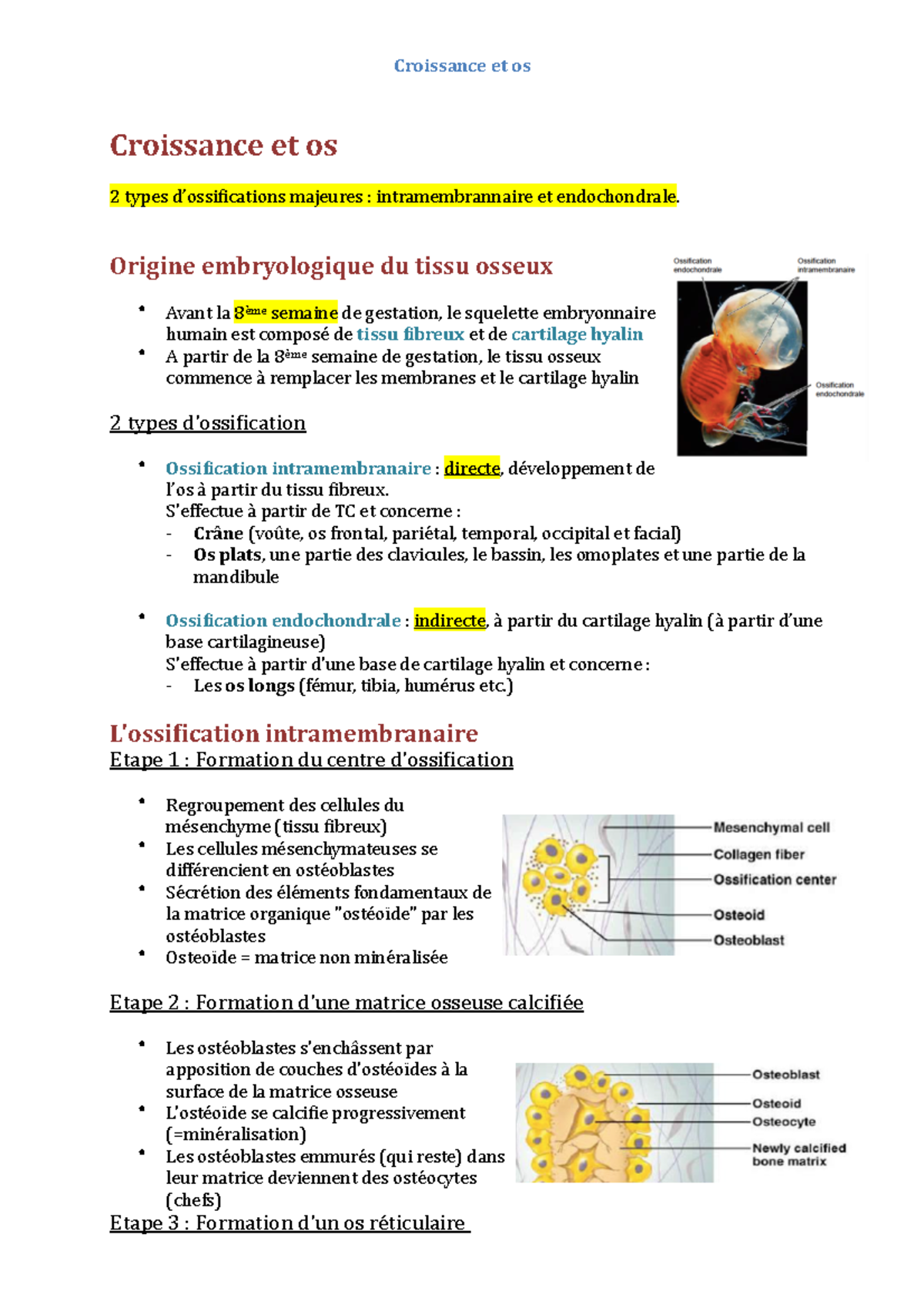 B) Croissance osseuse : Types et étapes de l'ossification - Studocu
