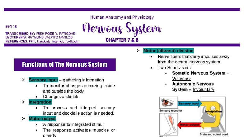 Anatomy & Physiology BSN 1E: Nervous System CH 7-8 Notes - Studocu