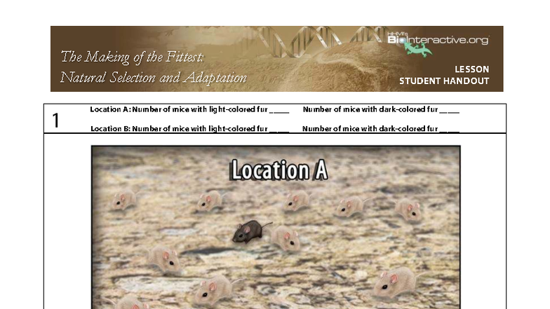 Rock Pocket Mouse Activity Cards: Natural Selection Lesson 1 - Studocu