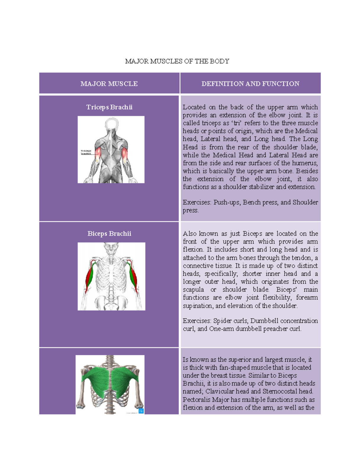 Major Muscles of the Body: Definitions, Functions, and Exercises - Studocu