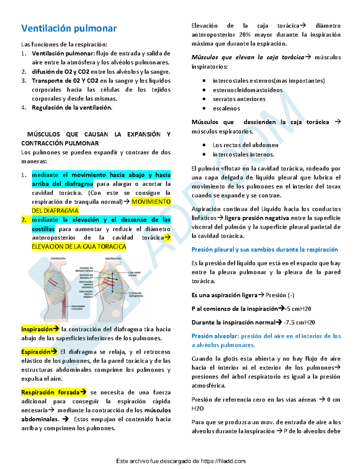 Resumen de Ventilación Pulmonar: Funciones y Músculos (BIOL 101) - Studocu