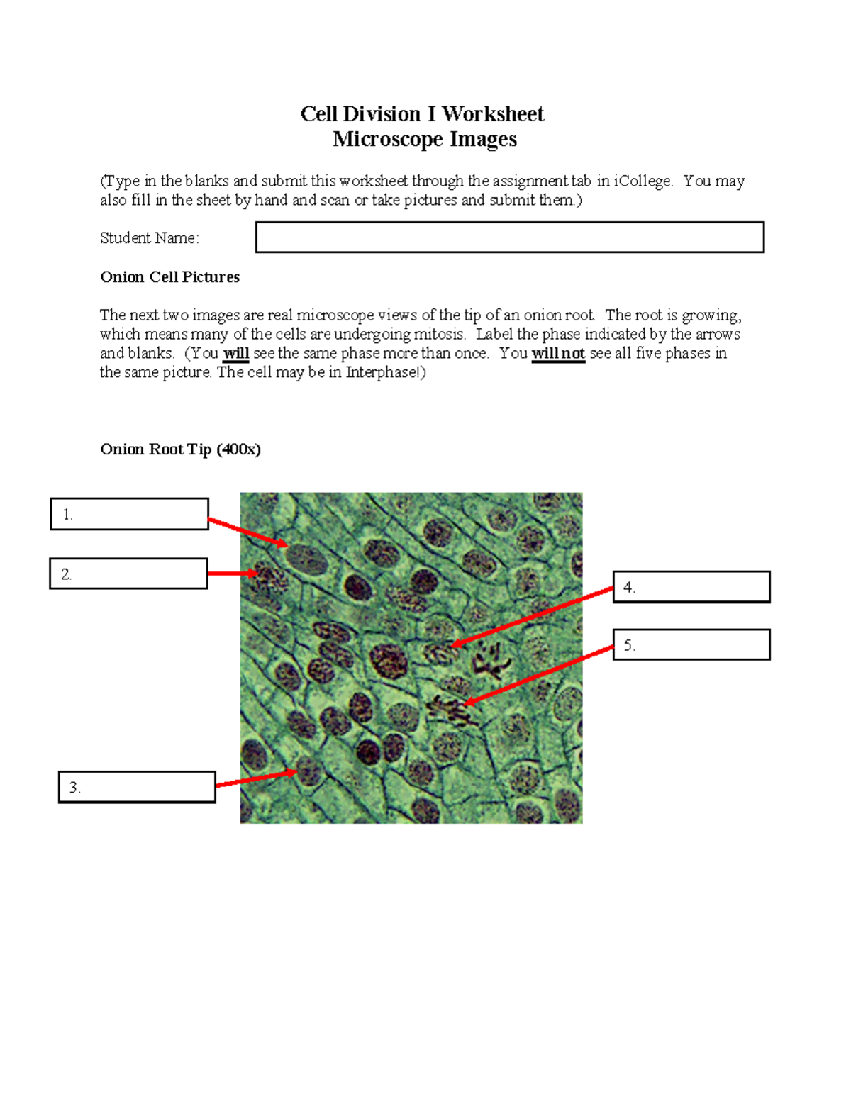Cell Division I Worksheet: Mitosis in Onion Root & Fish Embryo - Studocu