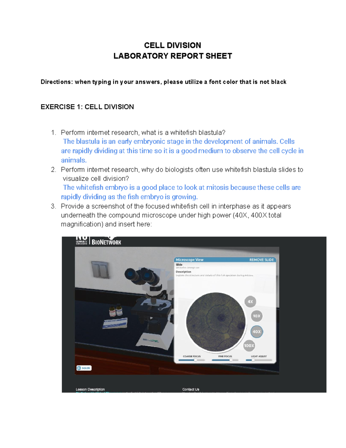 CELL Division Lab Report (Biology 101): Insights on Blastula and ...