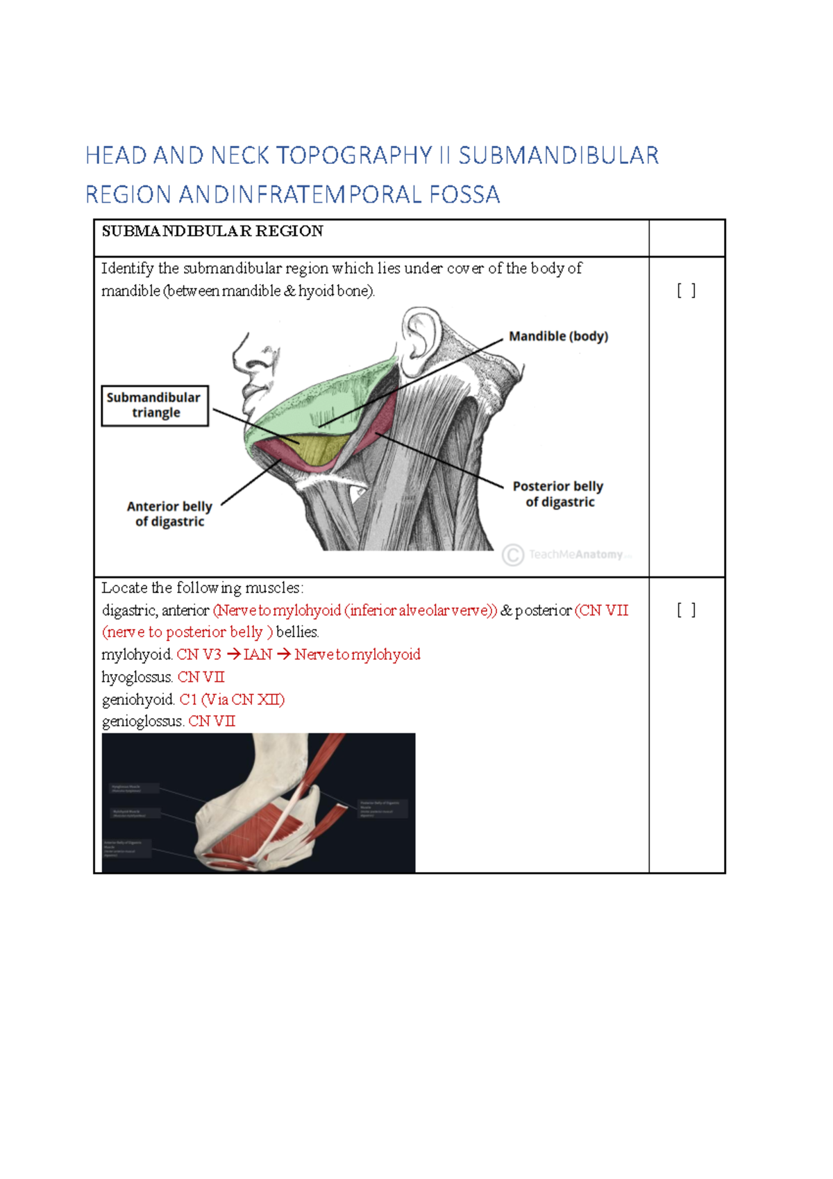 3 HEAD AND NECK Topography III 2 - HEAD AND NECK TOPOGRAPHY II ...