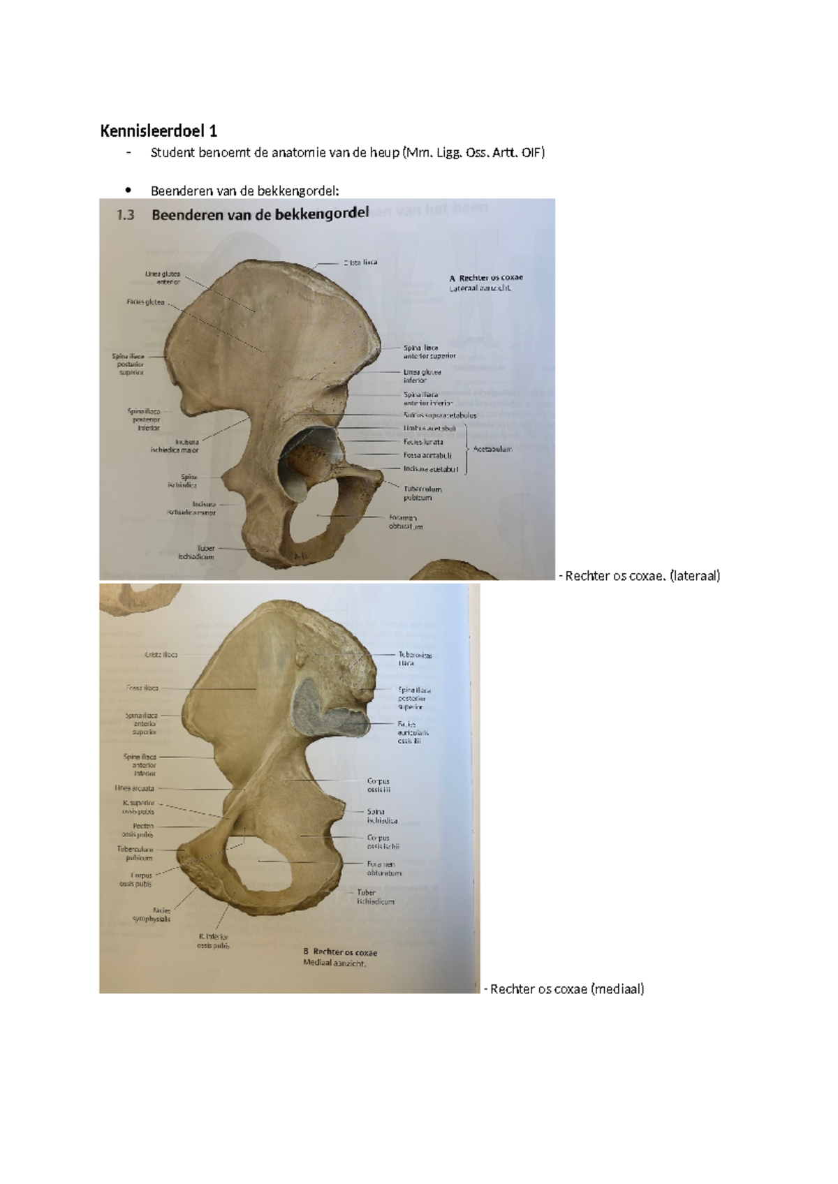 Kennisleerdoel 1: Anatomie van de heupgewricht en bekkenring - Studeersnel