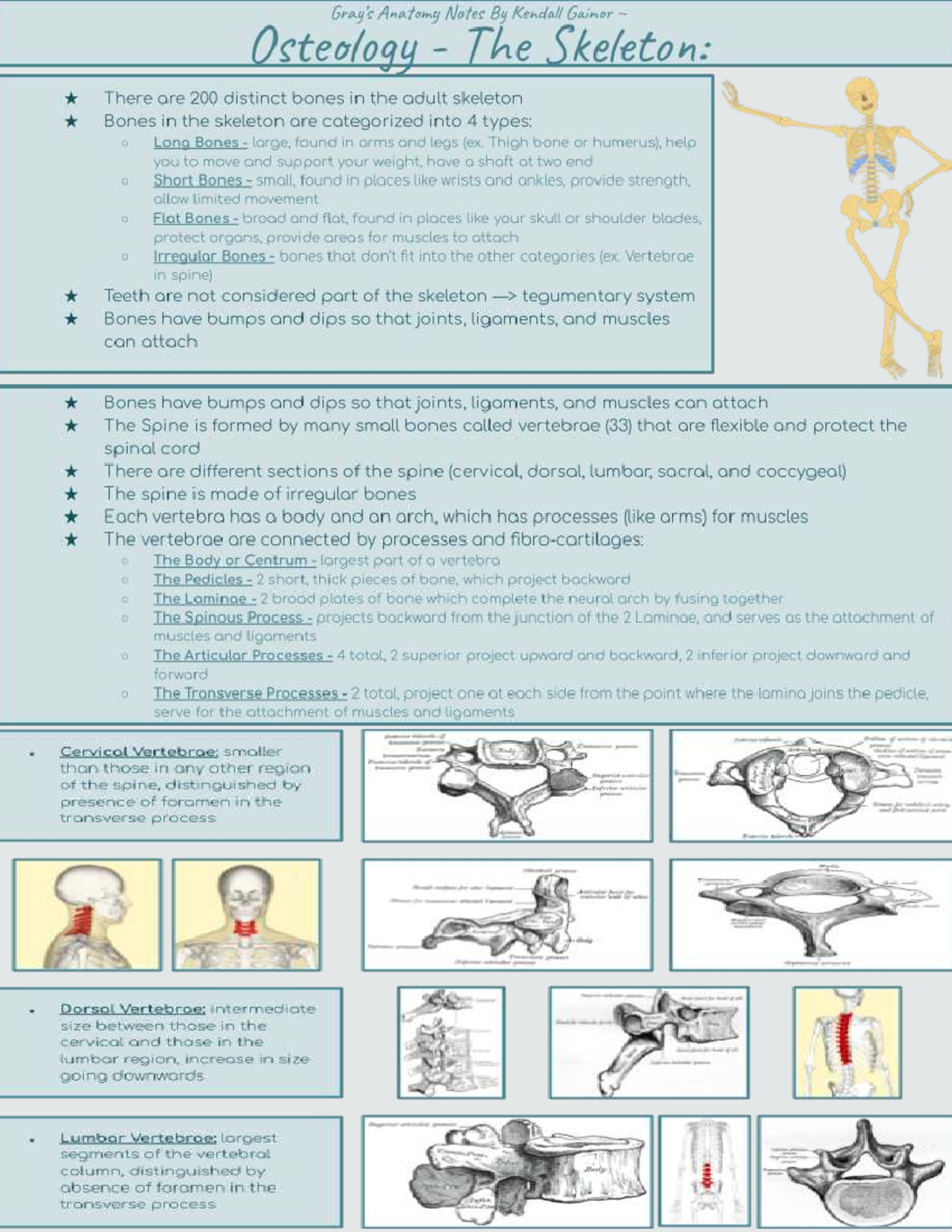 Anatomy Notes: Osteology and the Human Skeleton (Course Code: ANAT101 ...