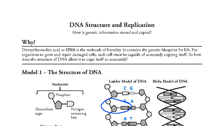 DNA Structure and Replication: Understanding Genetic Information ...