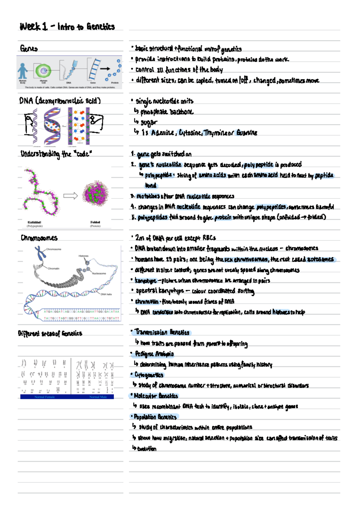 Human Genetics - Week 1 - Intro to Genetics Genes · basic structural ...